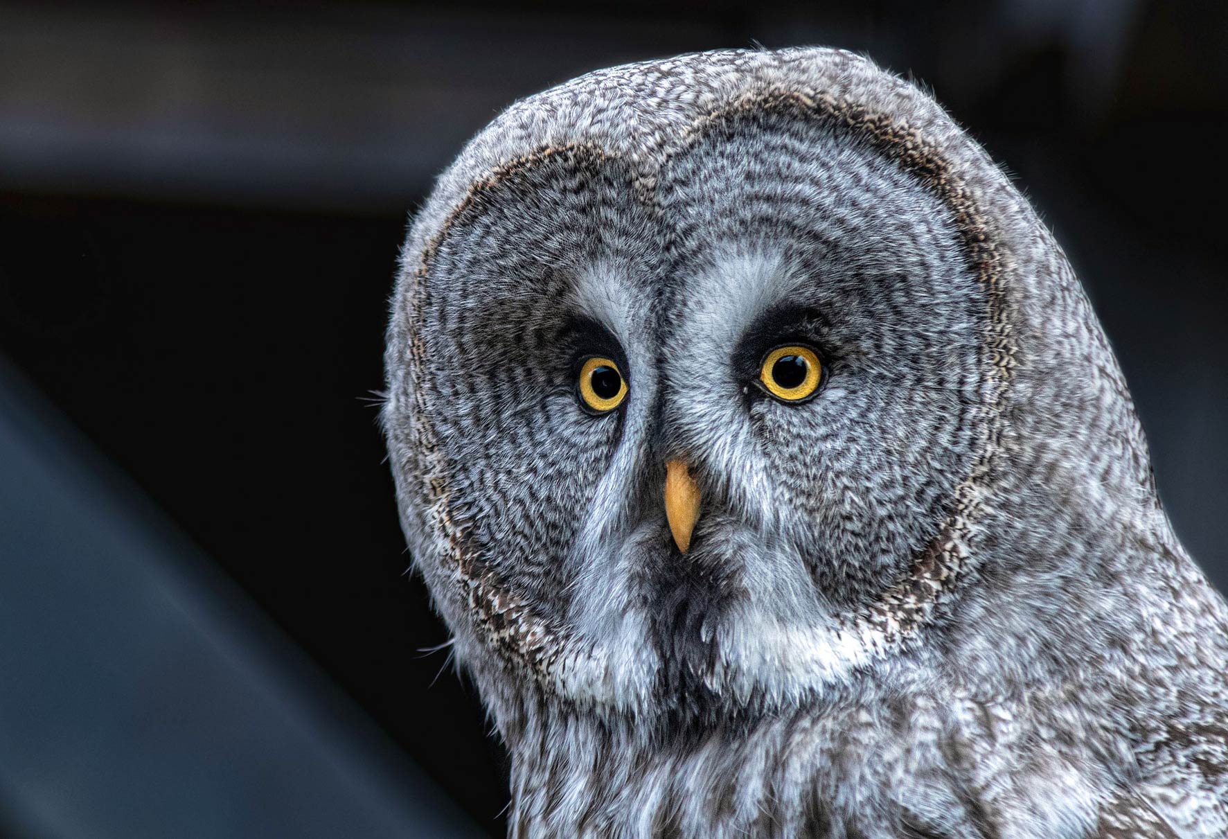 Wildlife – Lake District Guide